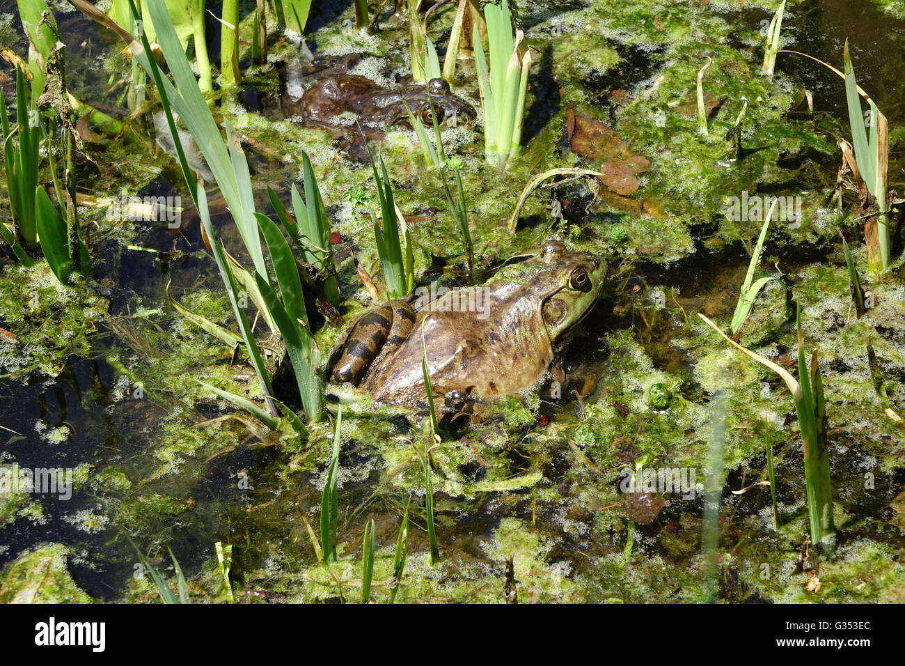 Two bullfrogs blend with their surroundings at the edge of a pond in ...