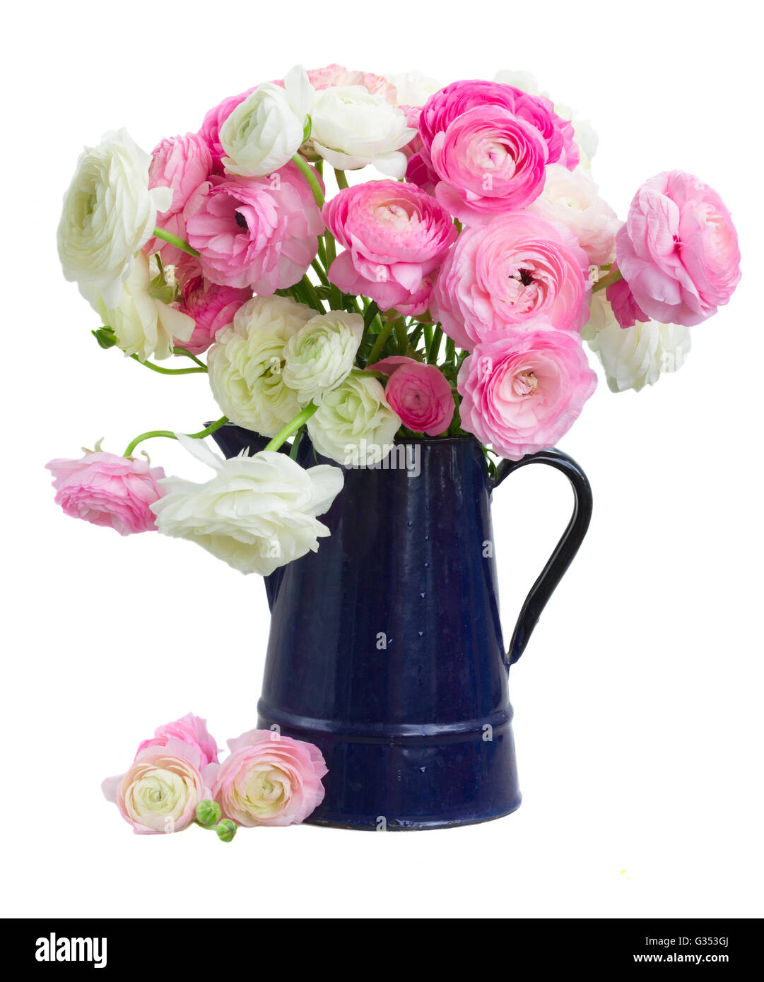 Pink and white ranunculus flowers Stock Photo - Alamy