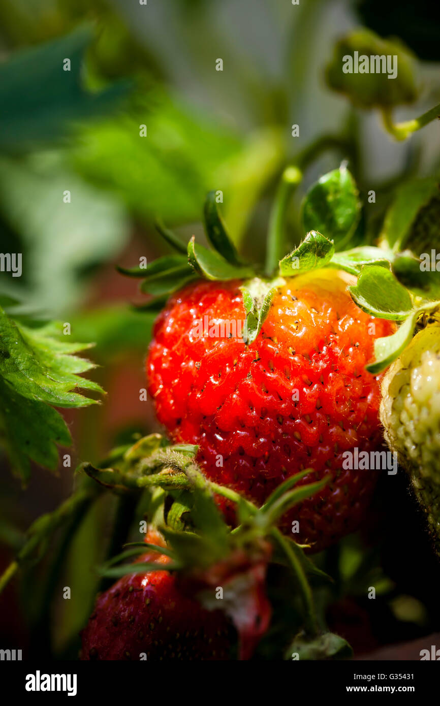 Bright red strawberry Stock Photo - Alamy