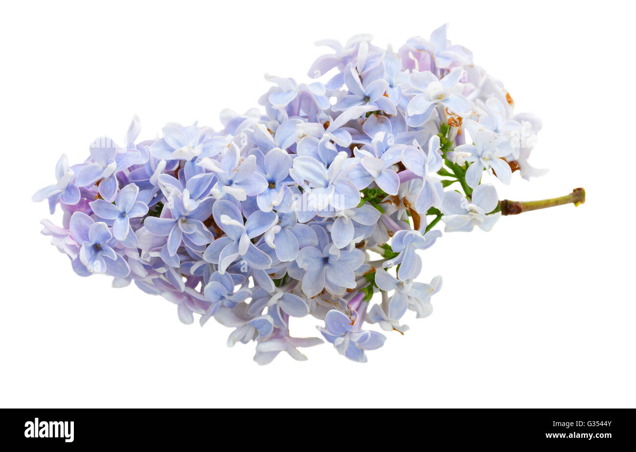 Bunch of fresh lilac Stock Photo - Alamy