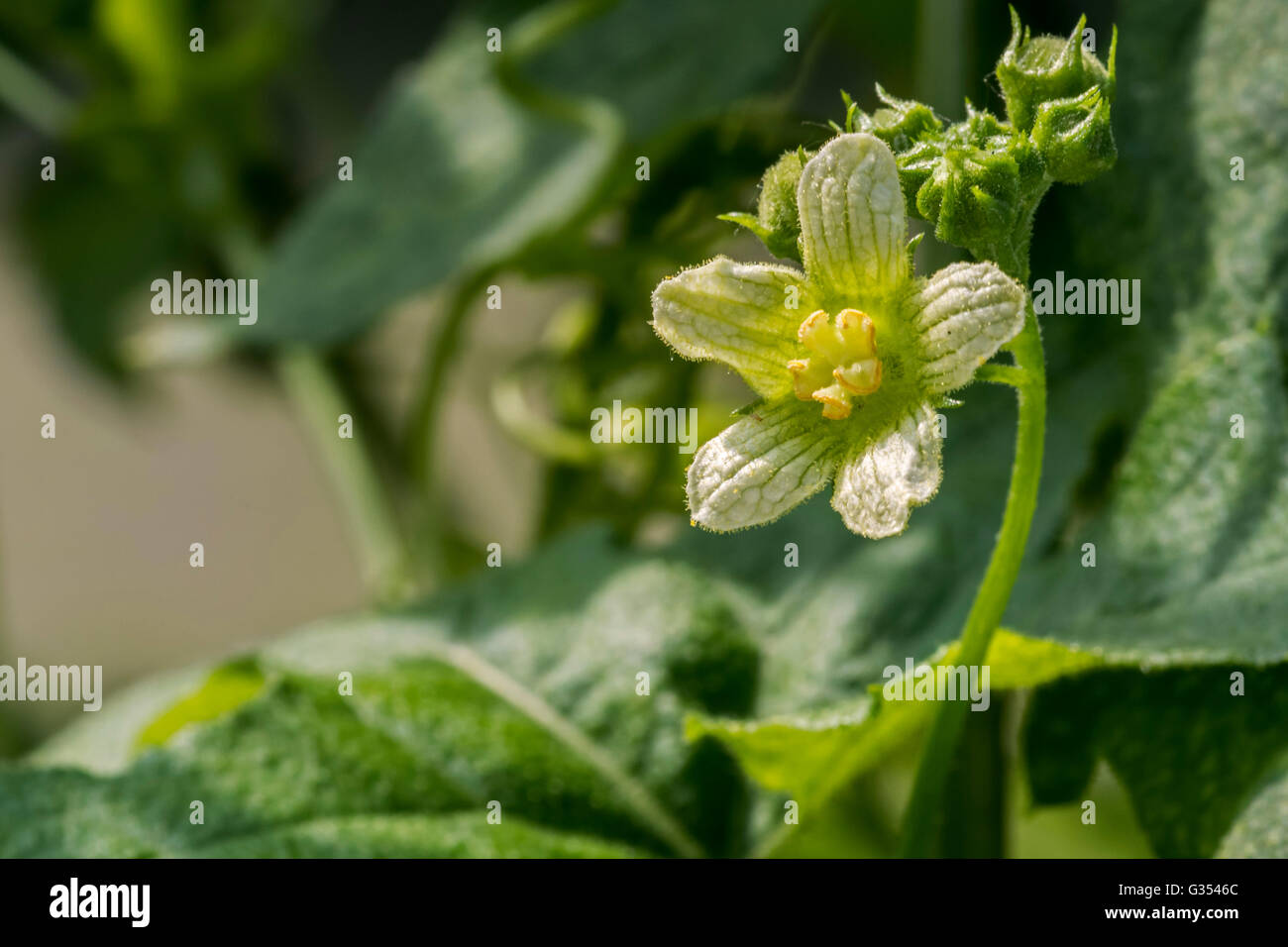 Red white english mandrake bryonia hi-res stock photography and images ...
