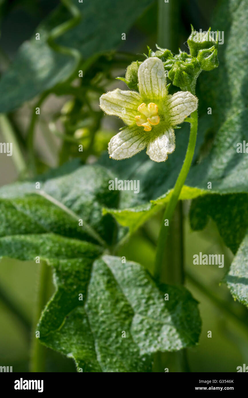 Red bryony / white bryony / English mandrake (Bryonia dioica) in flower ...