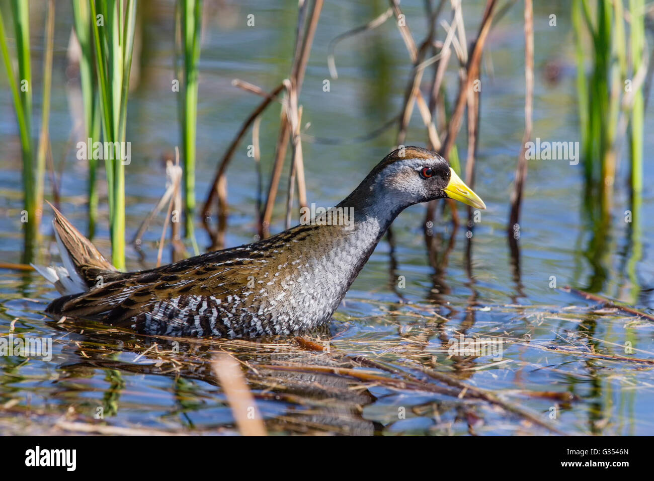 Sora crake hi-res stock photography and images - Alamy