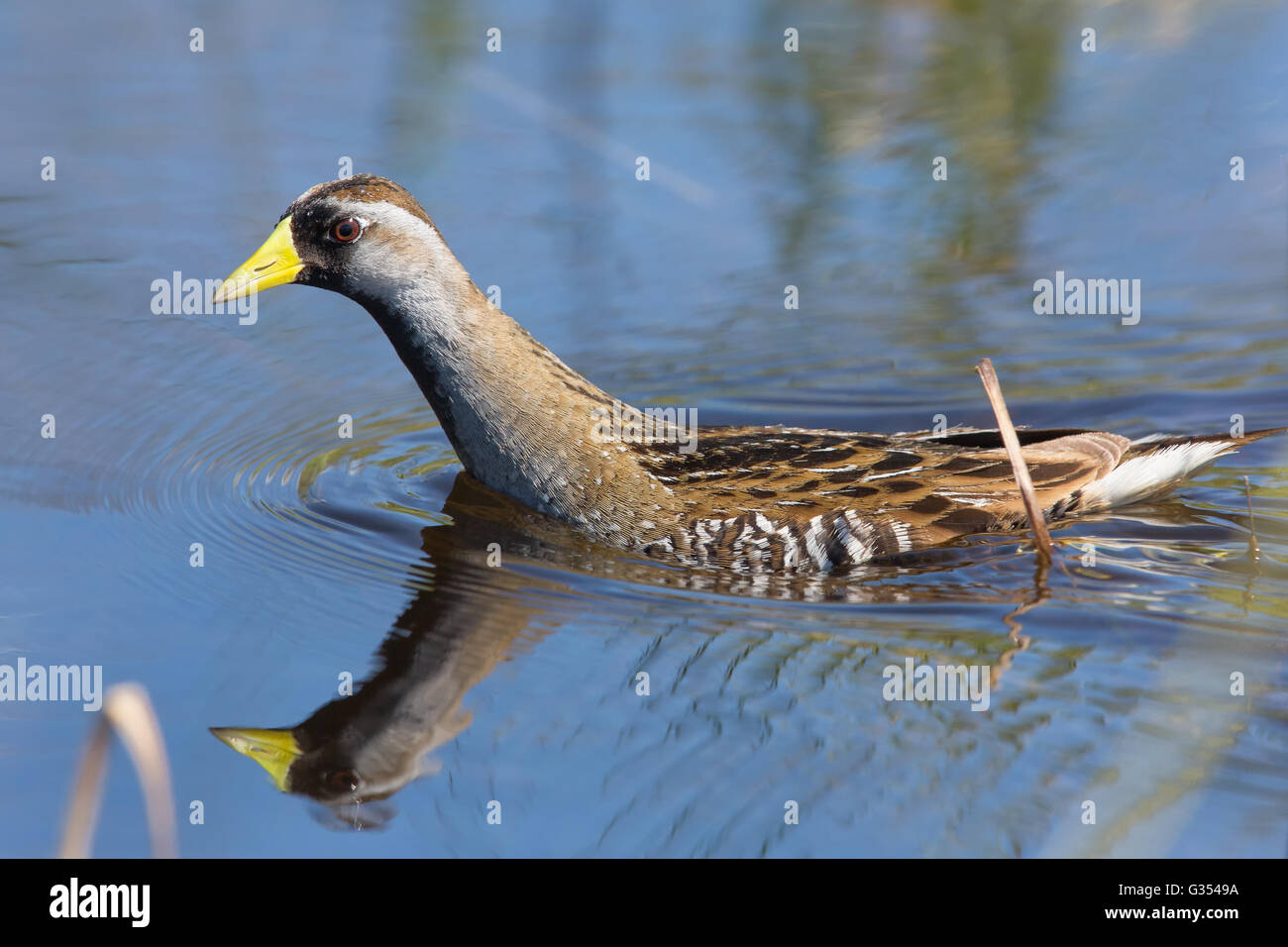 Swimming sora rail hi-res stock photography and images - Alamy