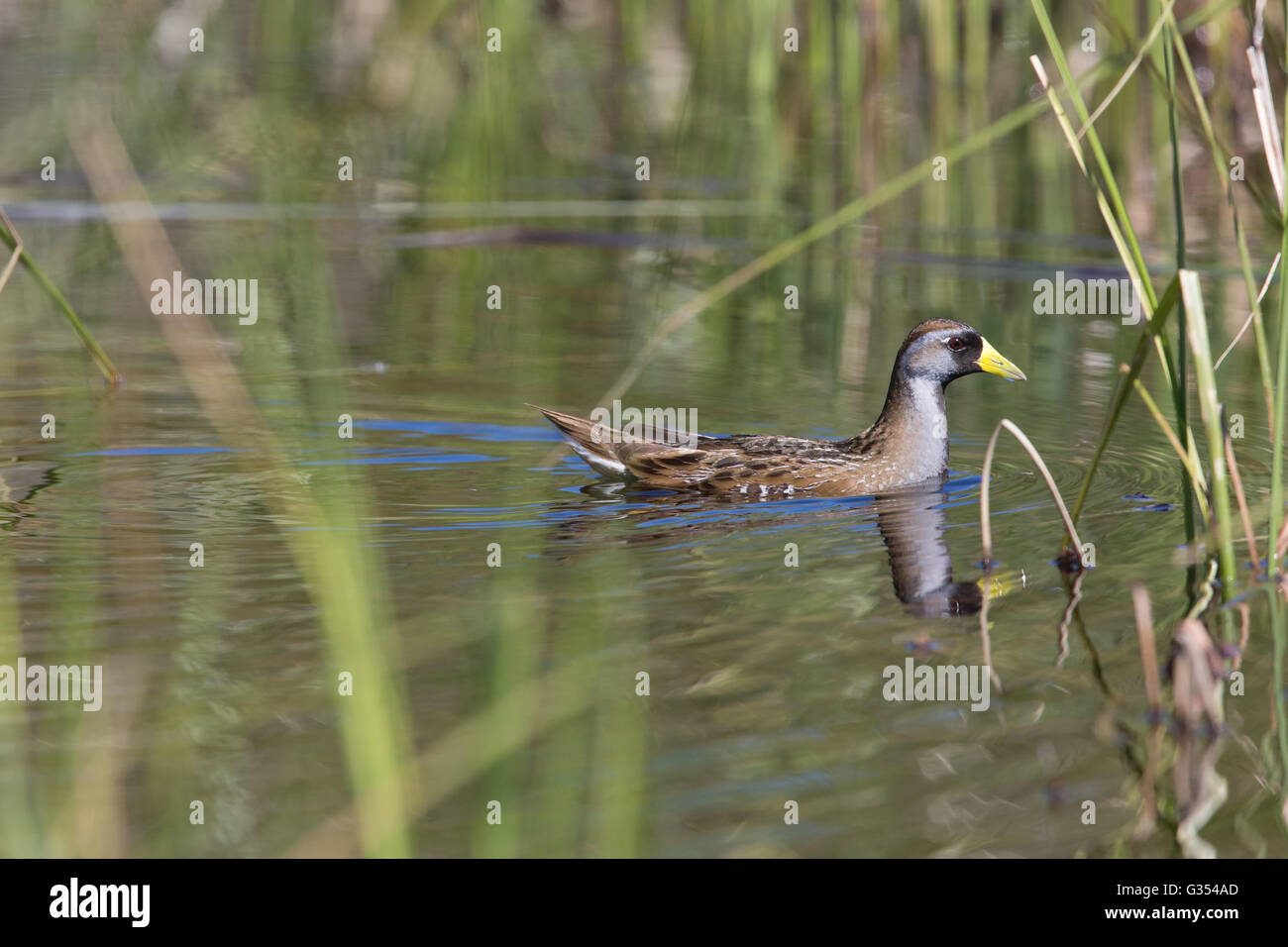 Sora crake hi-res stock photography and images - Alamy