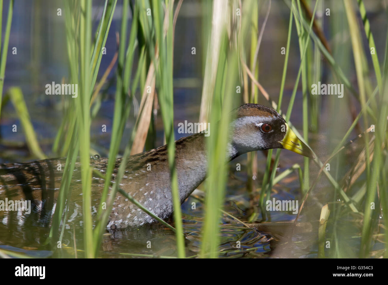 Swimming sora rail hi-res stock photography and images - Alamy
