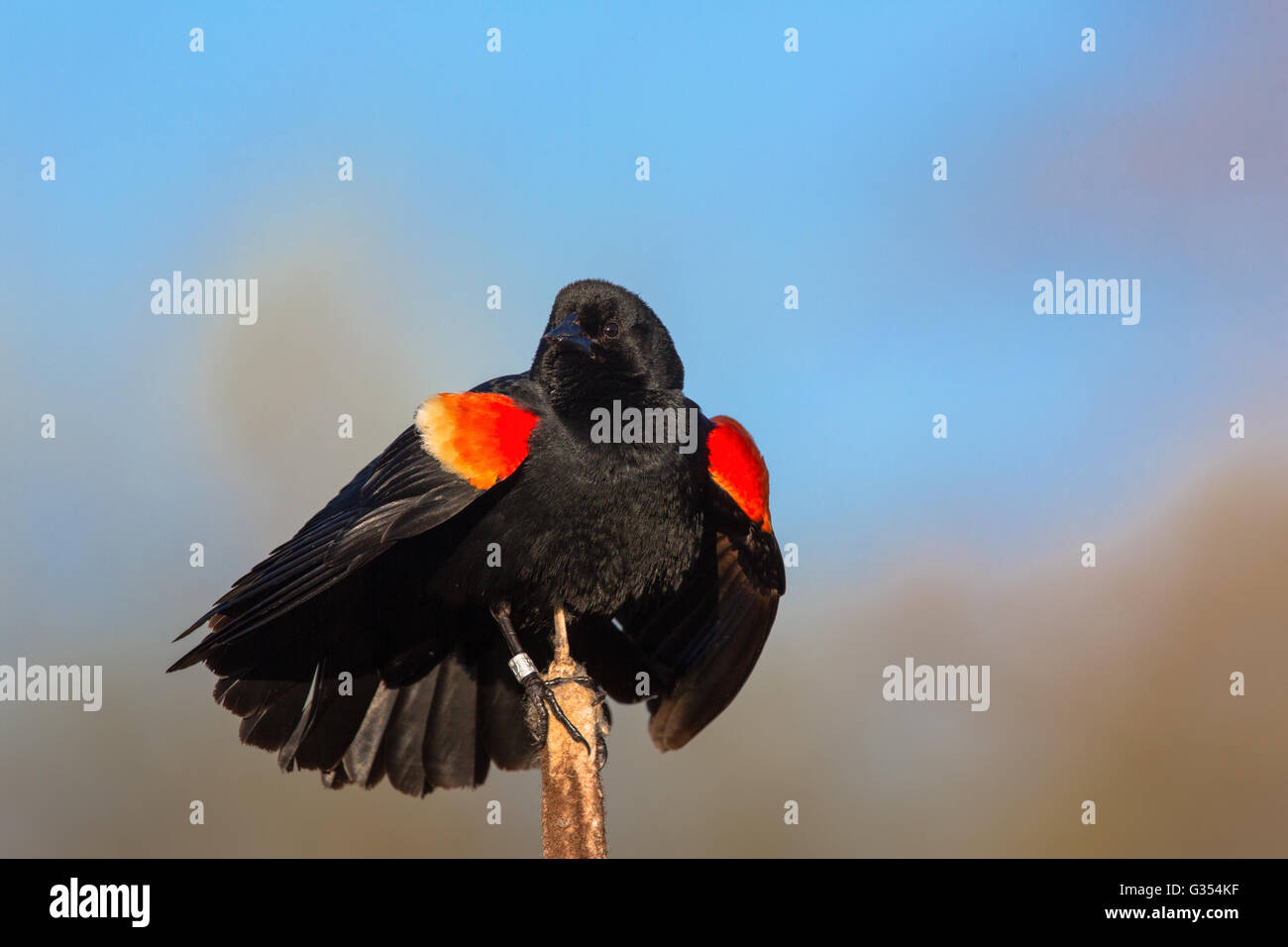 Red-winged blackbird - male Stock Photo - Alamy