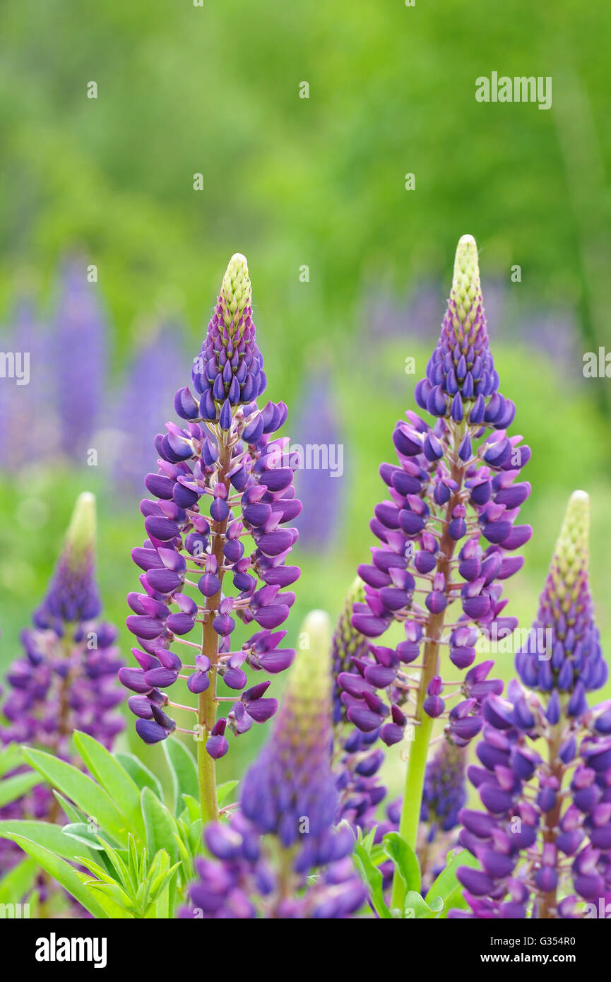Purple lupine flower nature hi-res stock photography and images - Alamy