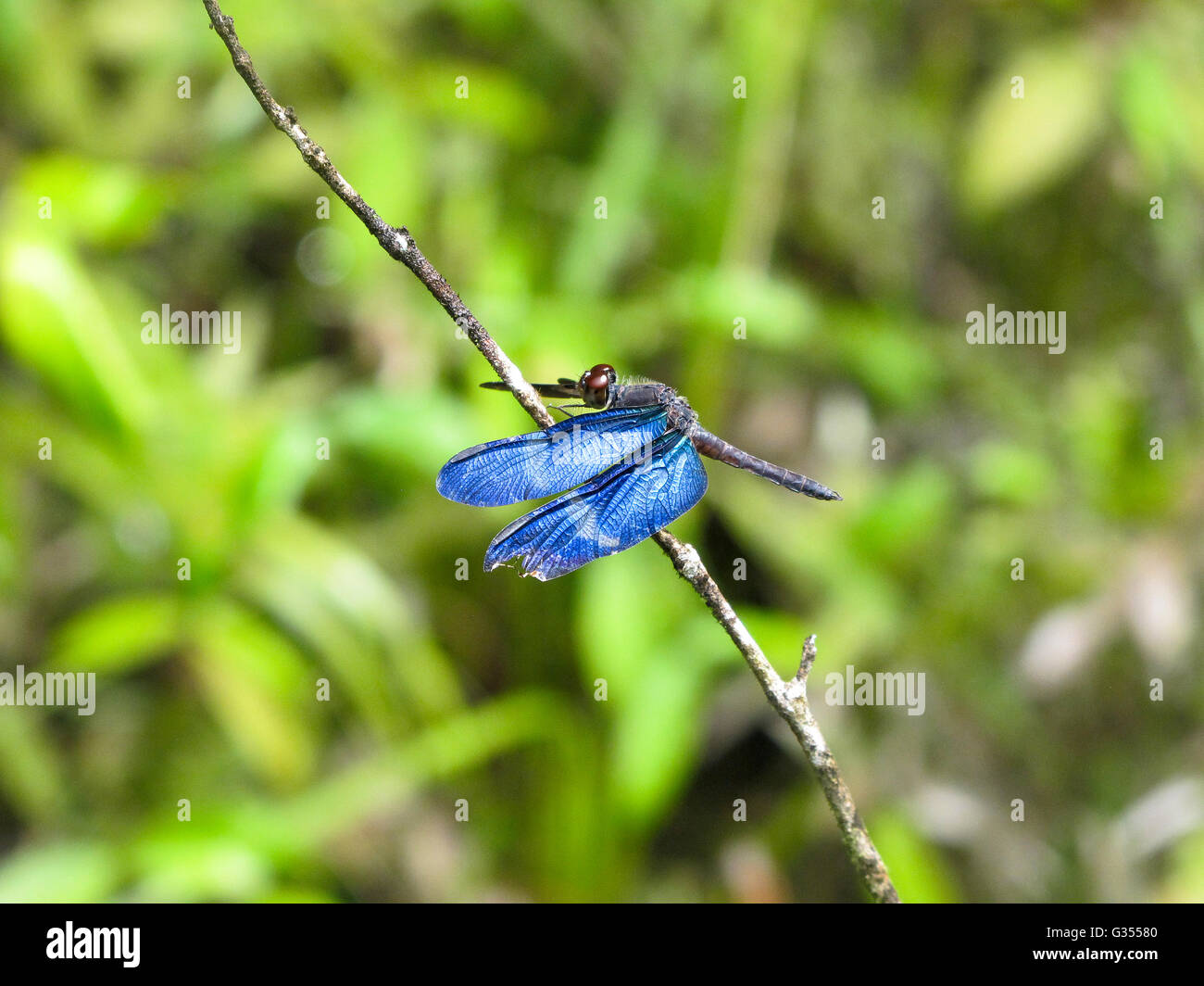Amazon insect hi-res stock photography and images - Alamy