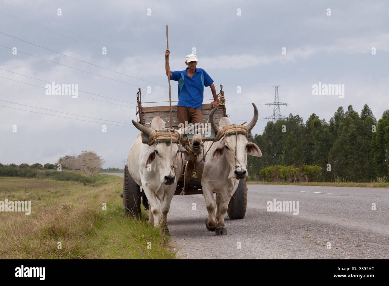 Oxen harness hi-res stock photography and images - Alamy