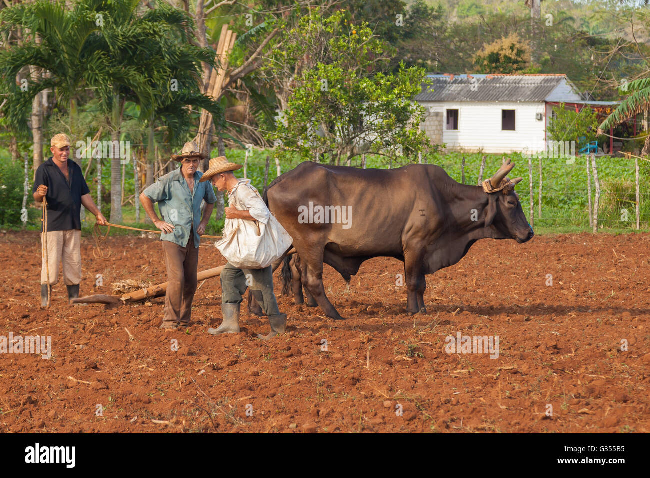 Cuban farmers at work Stock Photo - Alamy