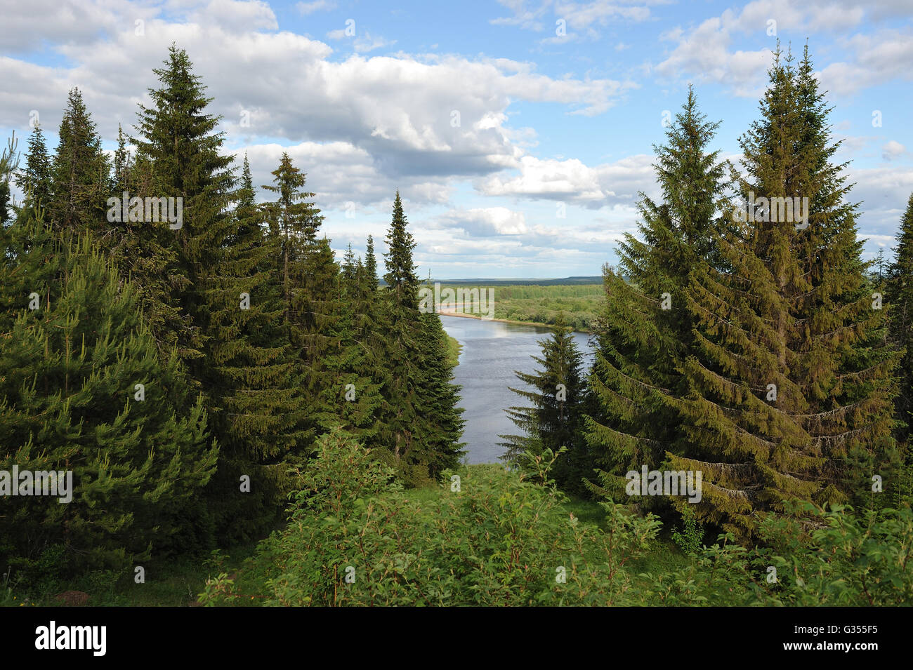 Taiga russia tree hi-res stock photography and images - Alamy