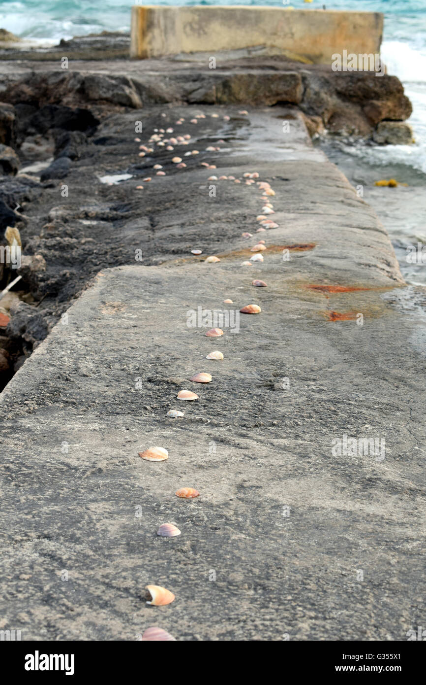 The original seashells hi-res stock photography and images - Alamy