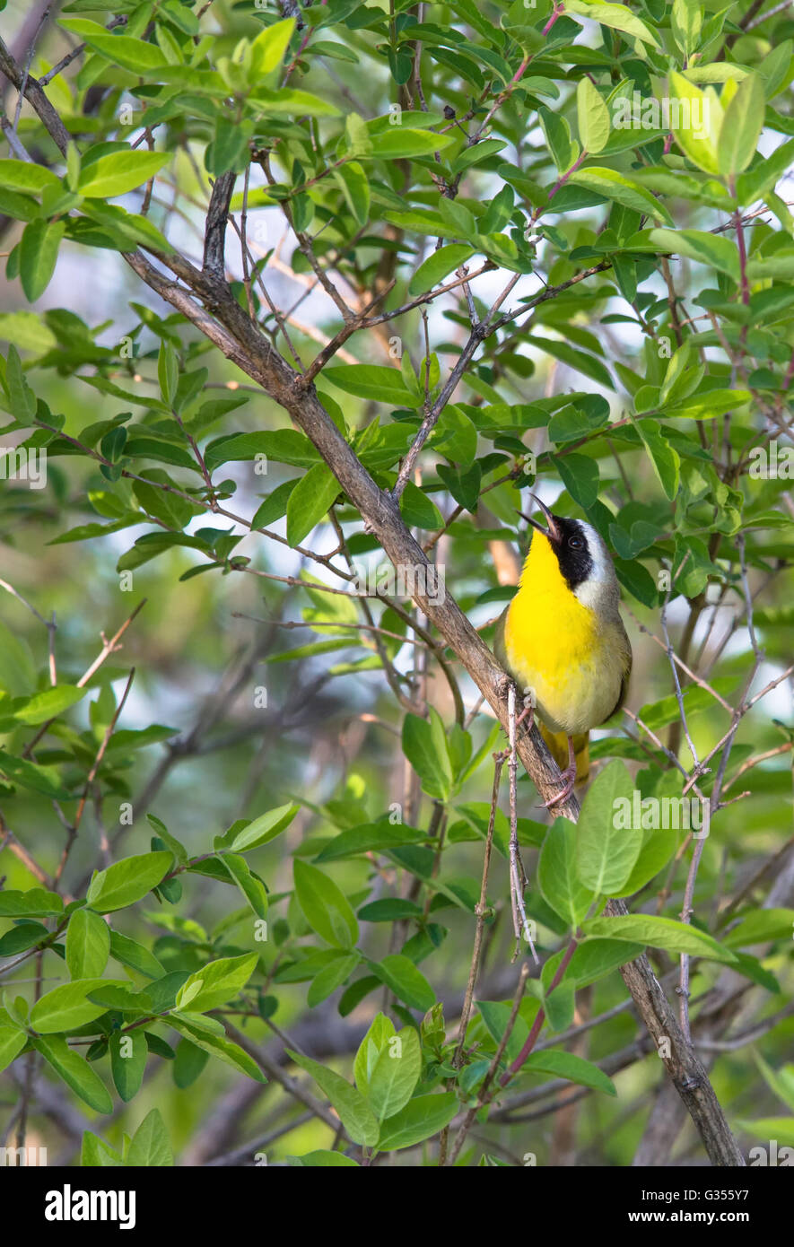 Common yellowthroat - male Stock Photo - Alamy