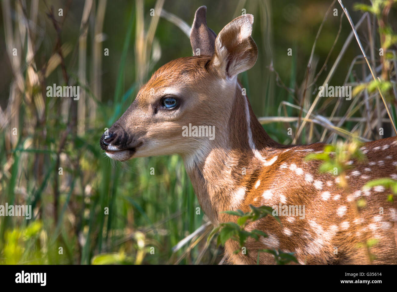 White Tailed Deer Fawn