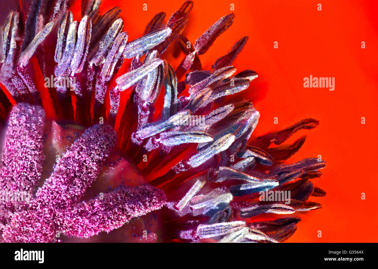 Poppy anther hi-res stock photography and images - Alamy