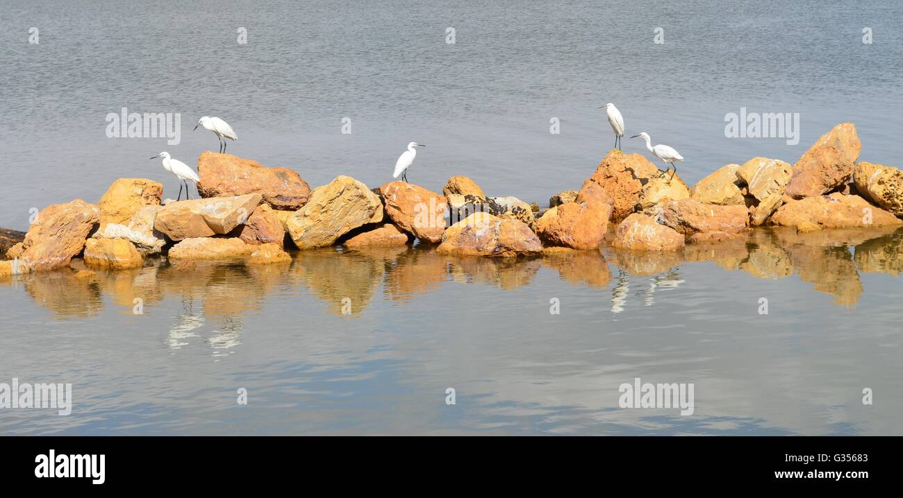 Aqua Birds Stock Photos & Aqua Birds Stock Images - Alamy