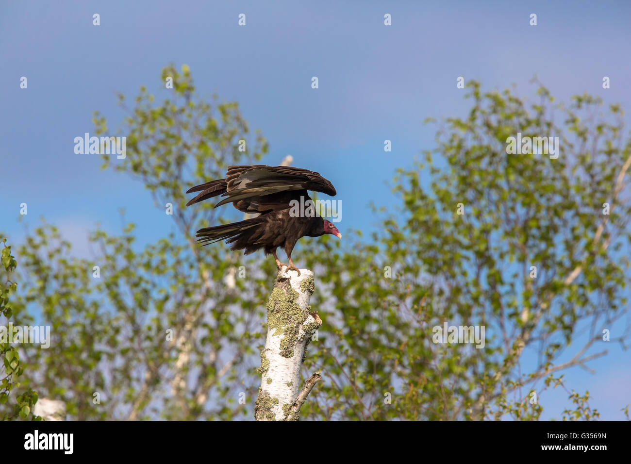 Wild turkey taking flight hi-res stock photography and images - Alamy