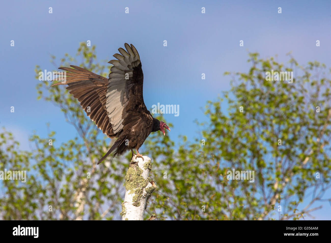 Wild turkey taking flight hi-res stock photography and images - Alamy