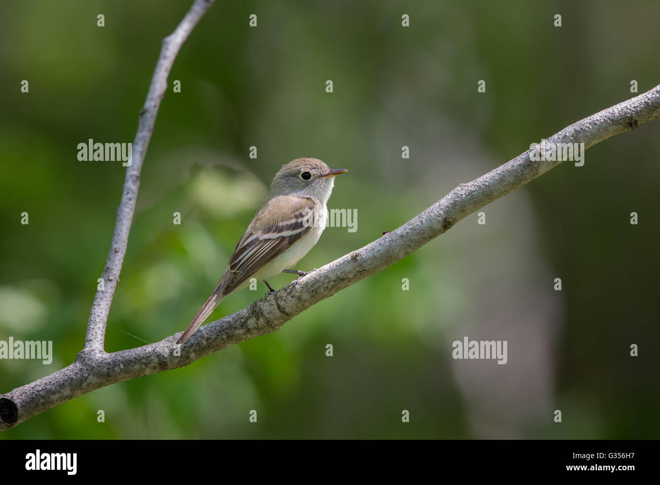 Least flycatcher in northern Wisconsin Stock Photo - Alamy