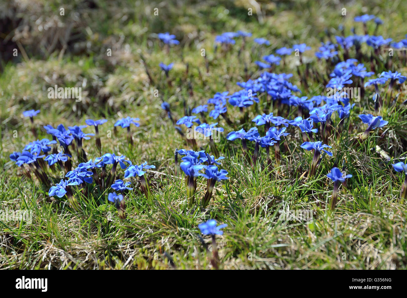 Slope flowers hi-res stock photography and images - Alamy