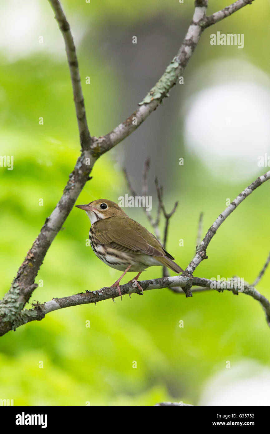 The spotted warbler hi-res stock photography and images - Alamy