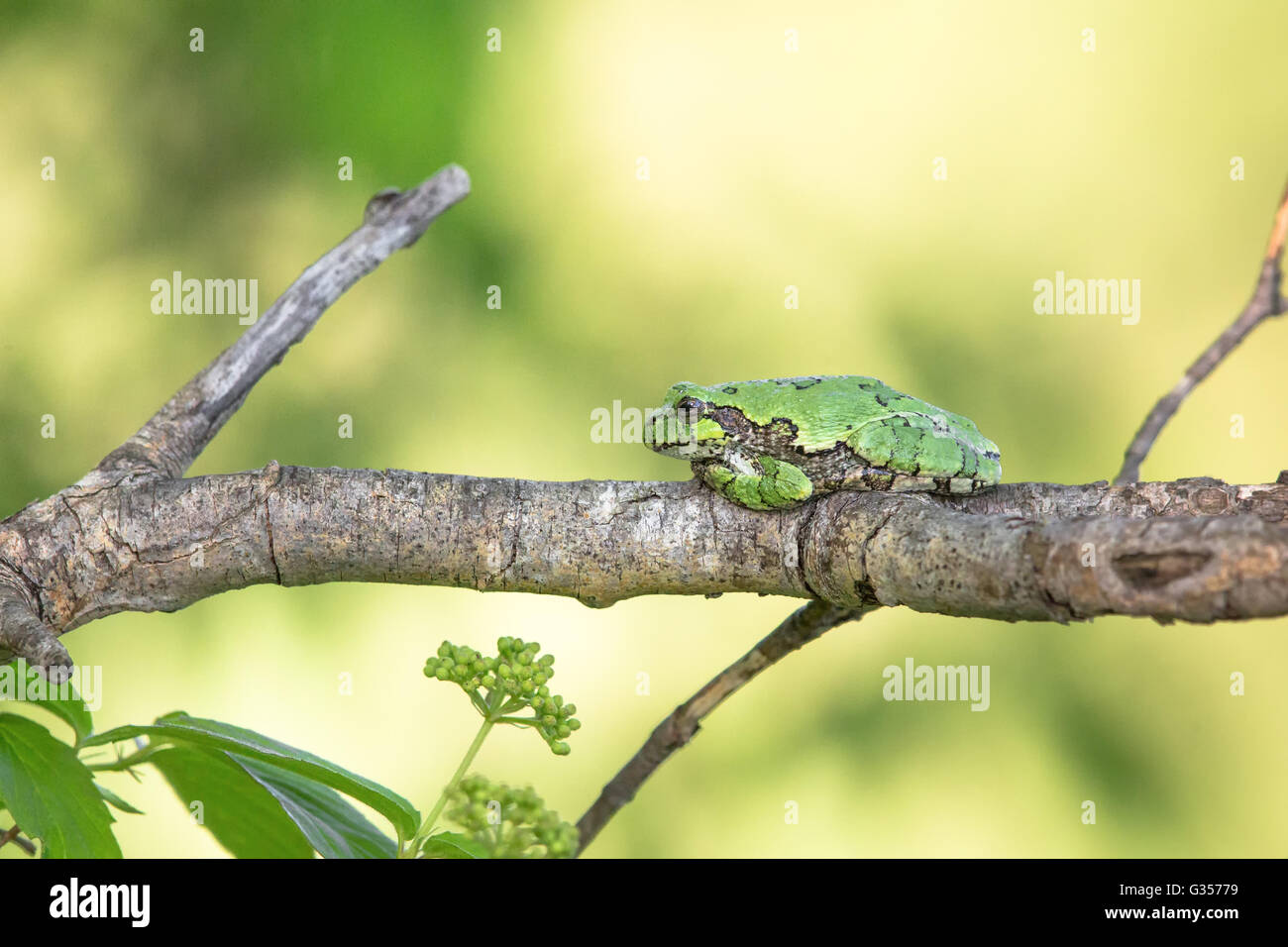 American grey frog hi-res stock photography and images - Alamy