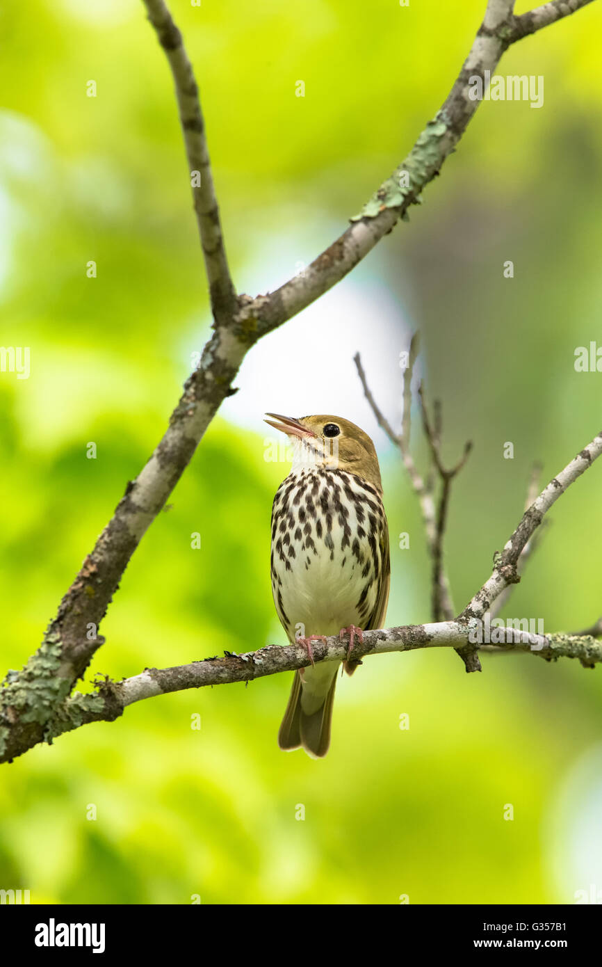 The spotted warbler hi-res stock photography and images - Alamy