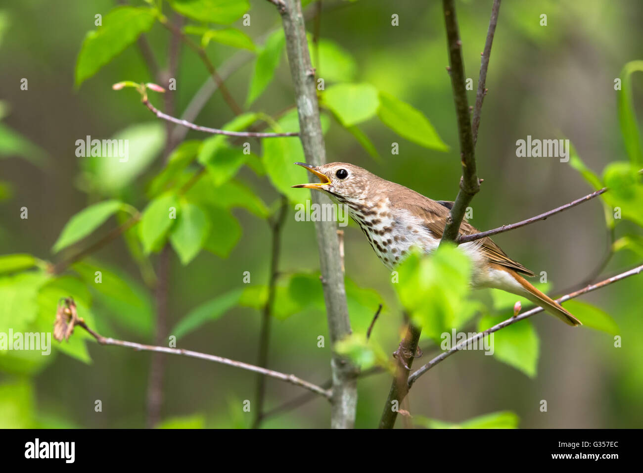 Hermit thrush hi-res stock photography and images - Alamy