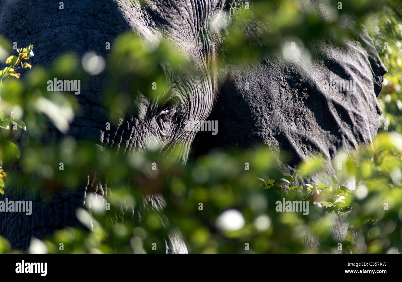 Elephant hiding hi-res stock photography and images - Alamy