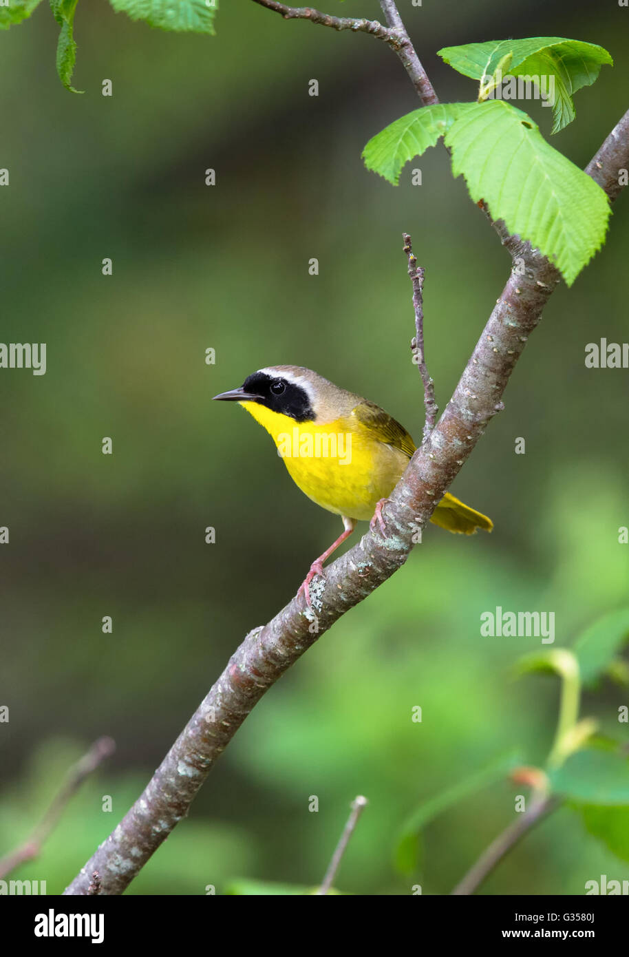 Common yellowthroat - male Stock Photo - Alamy
