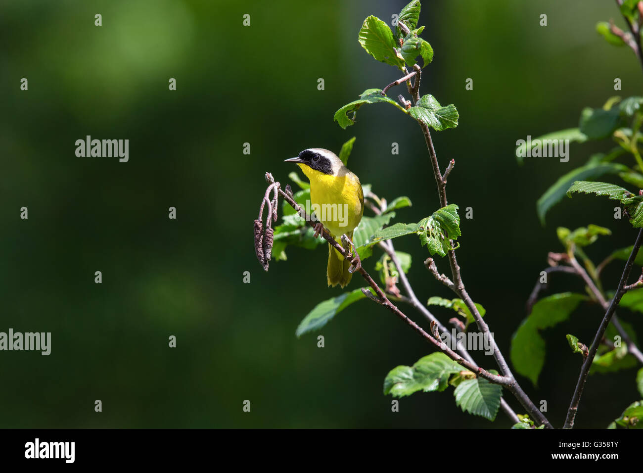 Common yellowthroat - male Stock Photo - Alamy