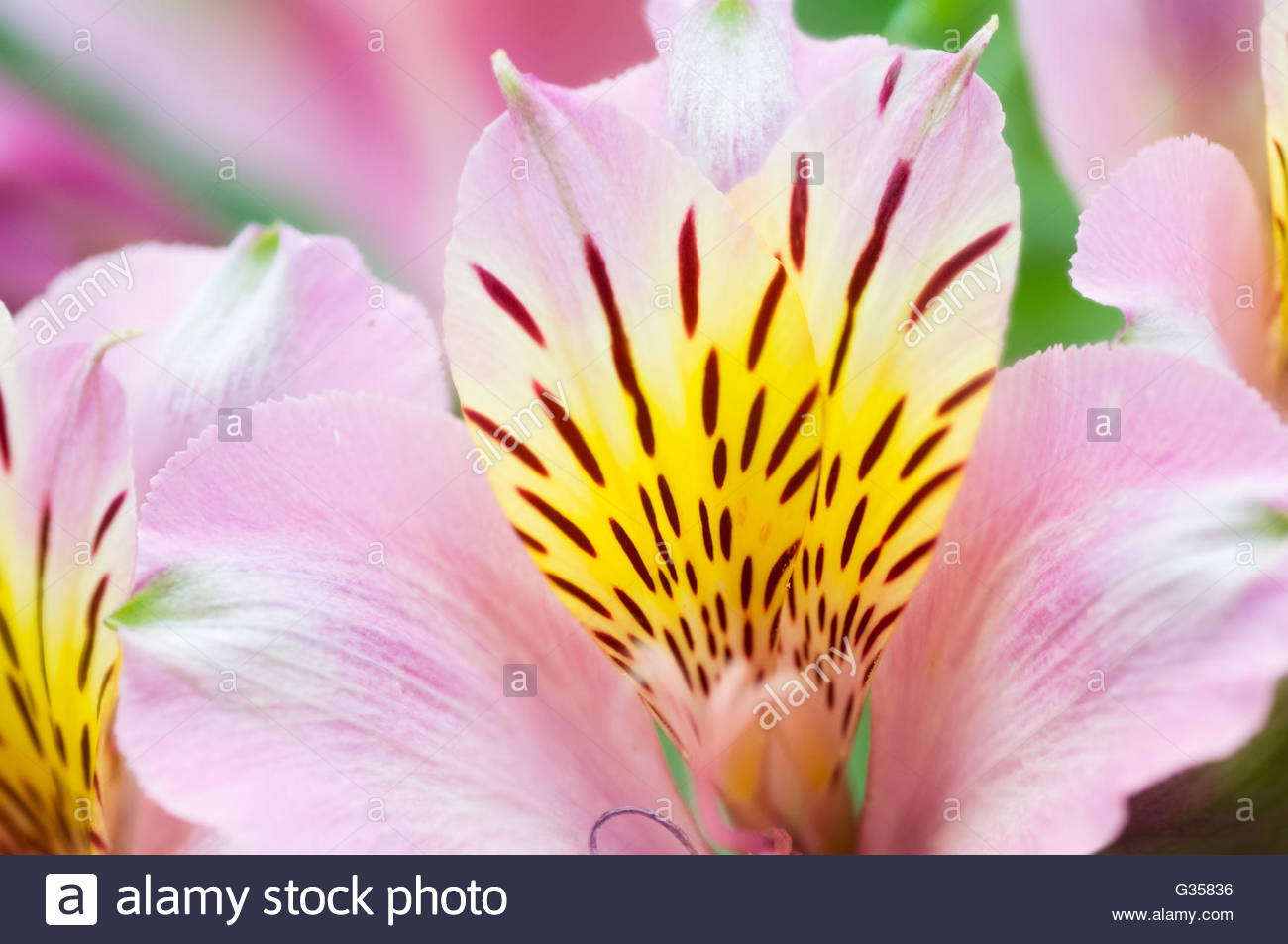 Tiger Orchid High Resolution Stock Photography and Images - Alamy