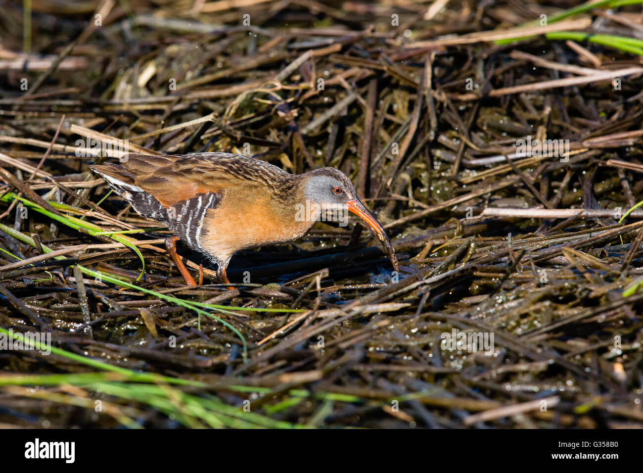 Virginia rail hi-res stock photography and images - Alamy