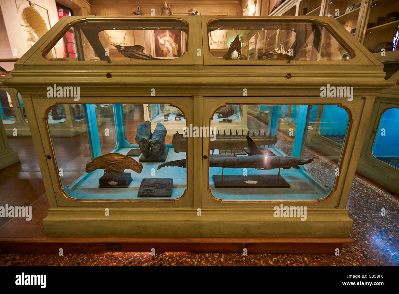 Anatomical models at the Poggi Museum (Museo Poggi) in the Palazzo ...
