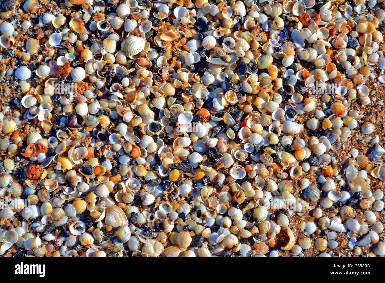 Shells on the beach Stock Photo - Alamy