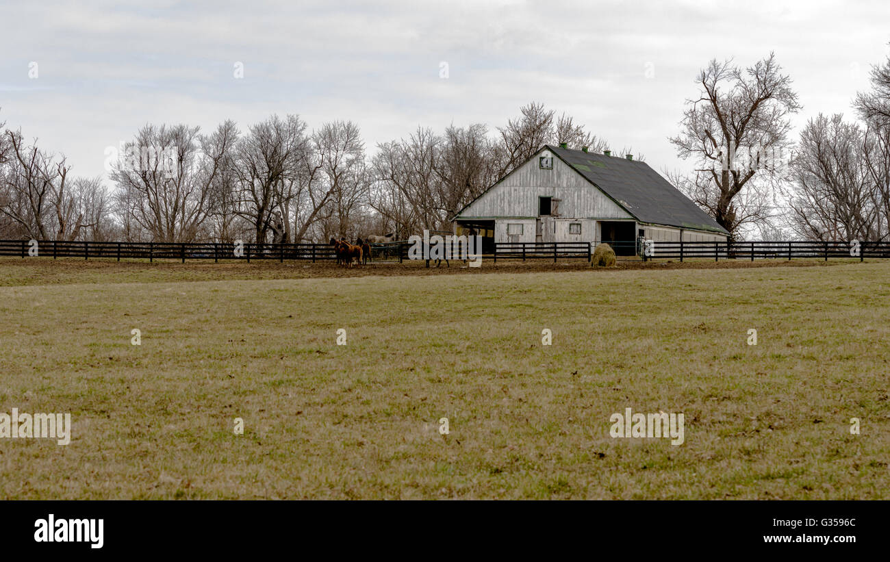 White barn with yearling horses in a pasture in background and blank ...