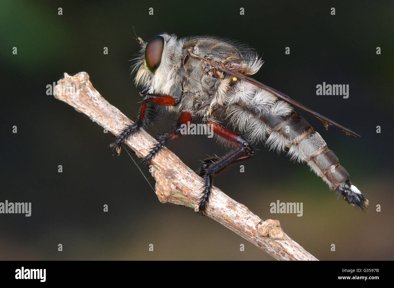 Huge fly hi-res stock photography and images - Alamy