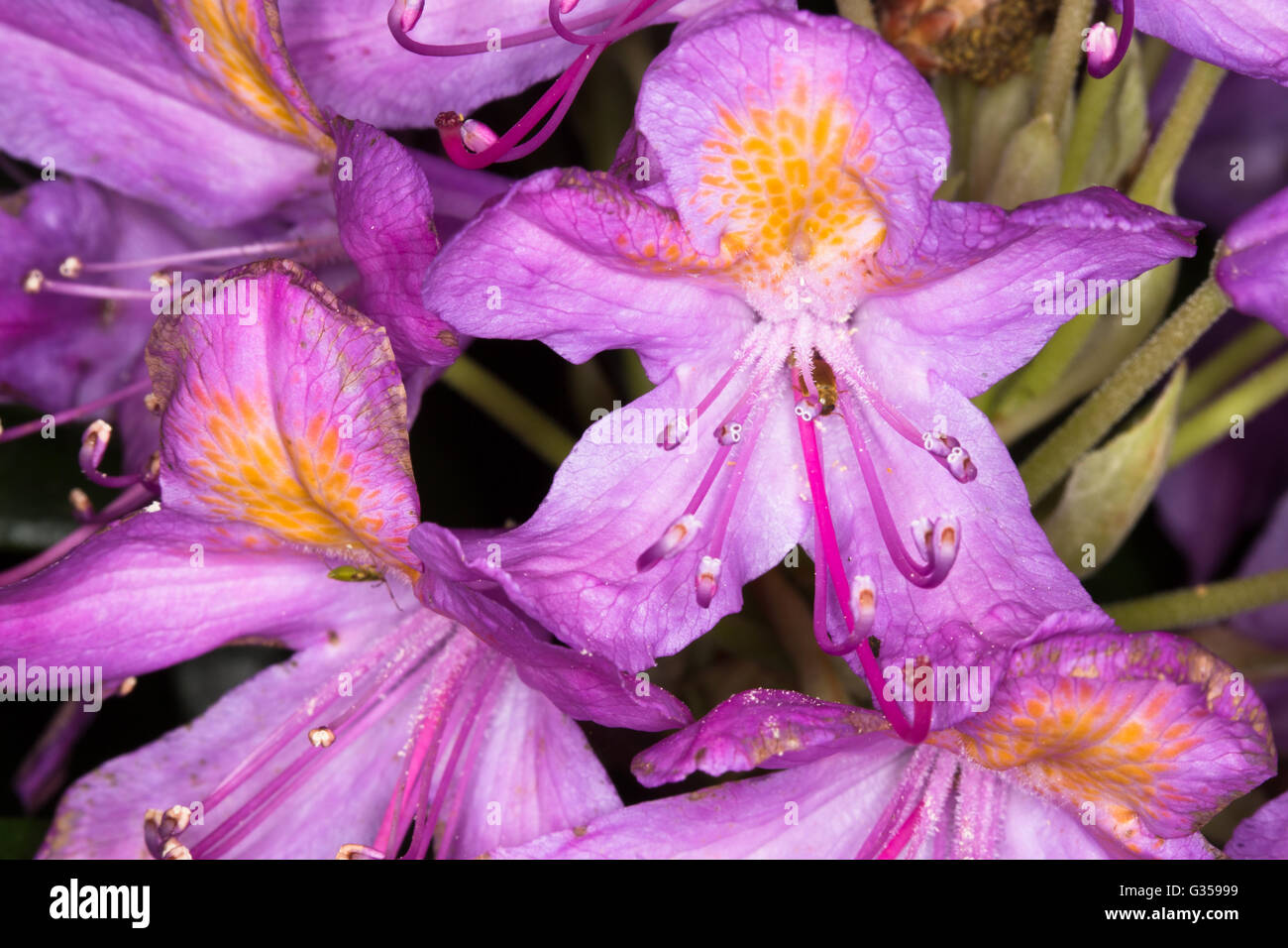 Rhododendron ponticum invasive hi-res stock photography and images - Alamy
