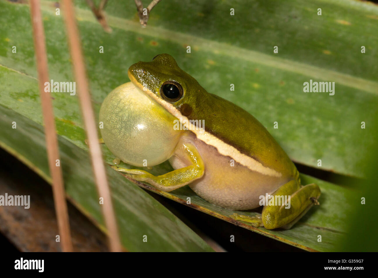 Male green tree frog calling under the dense cover of a palm tree near ...