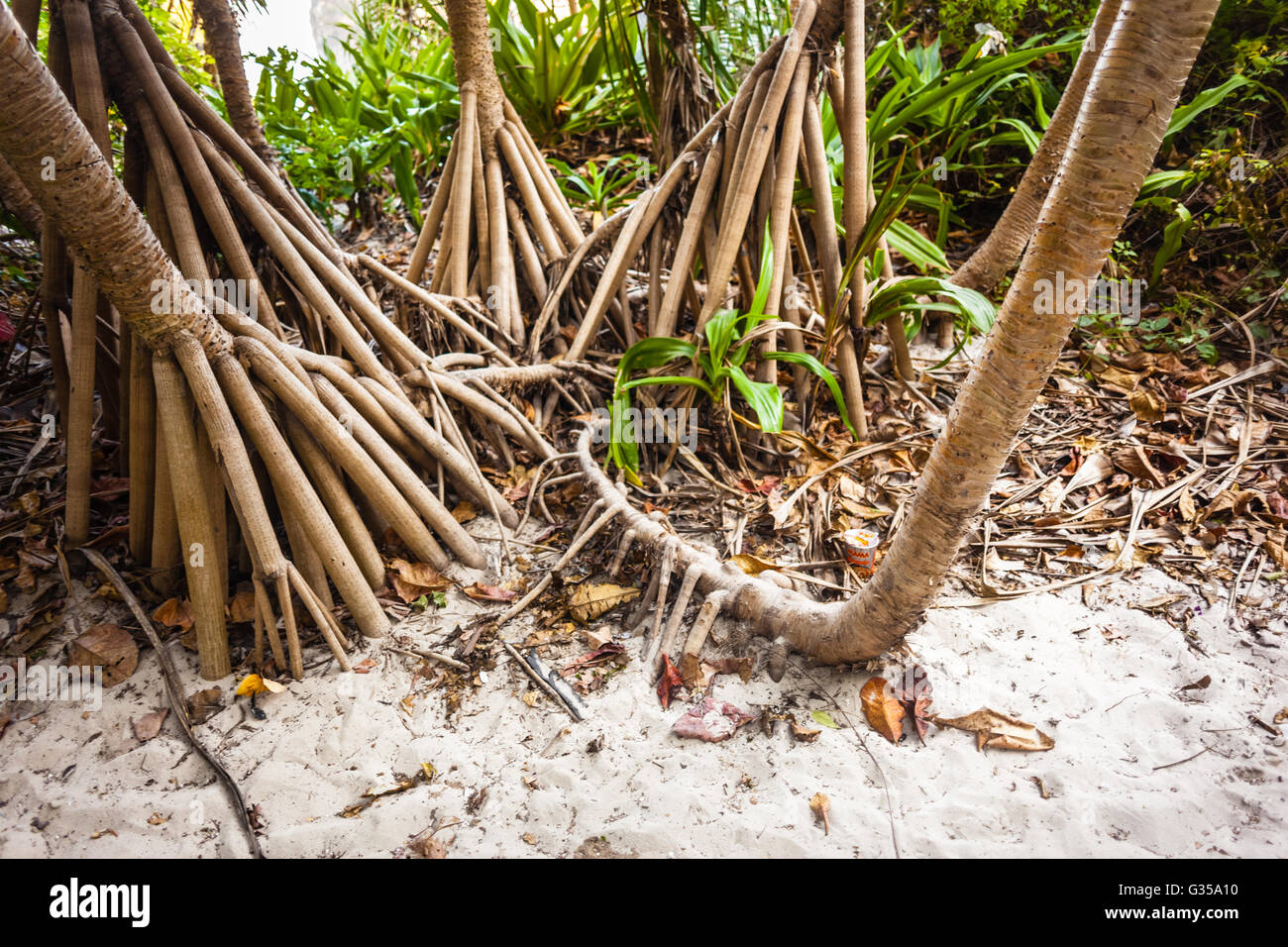 Stilt Roots Of Pandanus