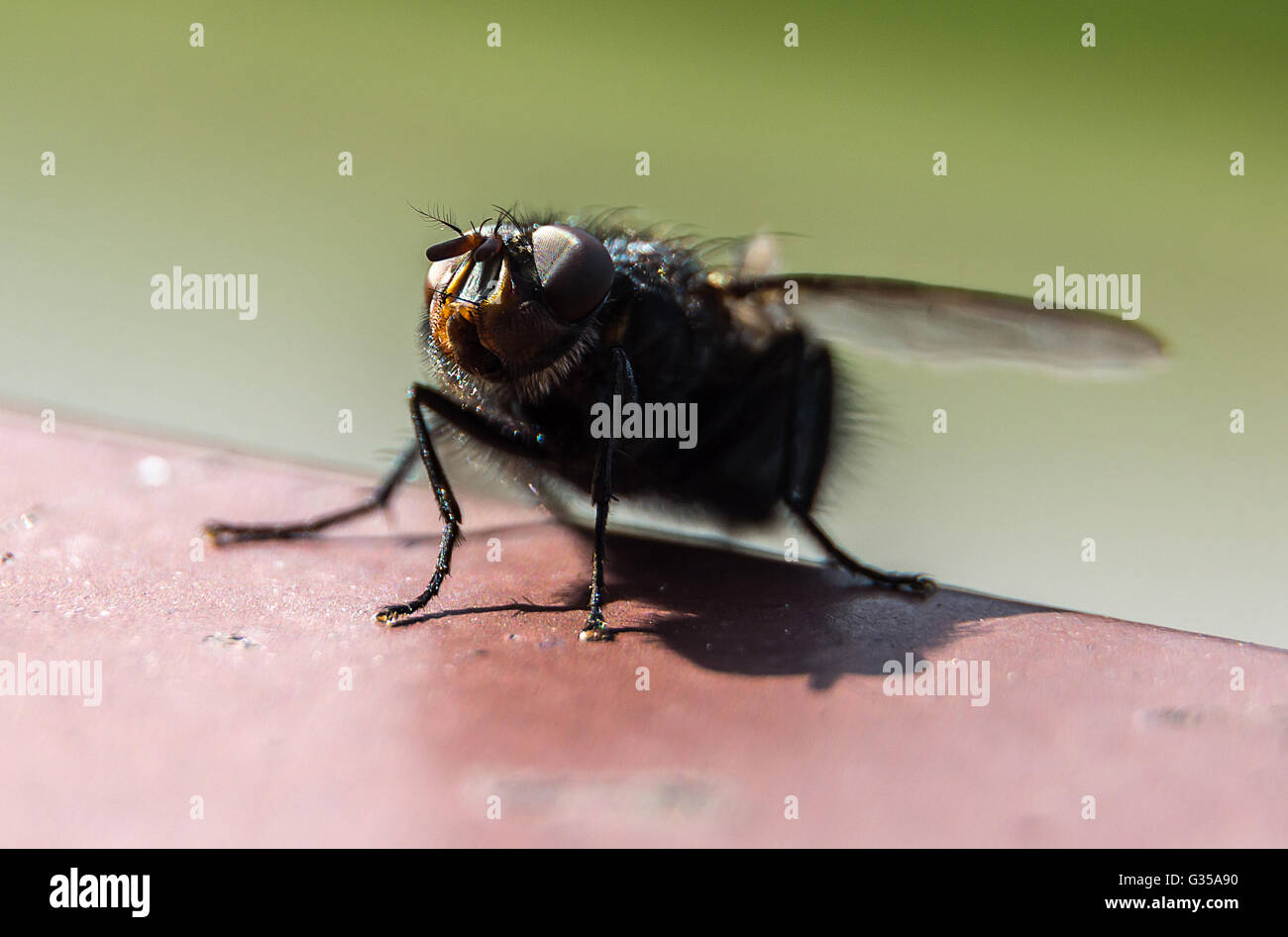 Single insect small home fly macro photography Stock Photo - Alamy