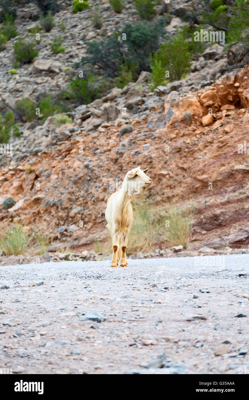 near the rock and bush in oman goat alone Stock Photo - Alamy
