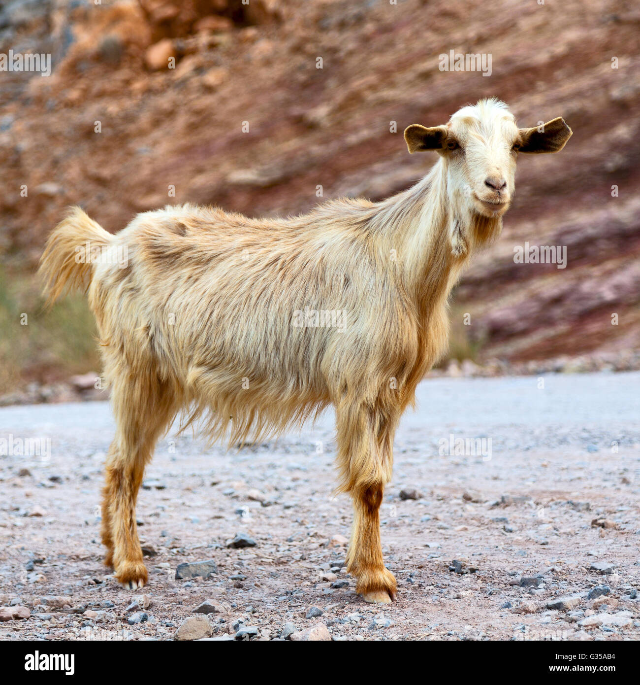 near the rock and bush in oman goat alone Stock Photo - Alamy