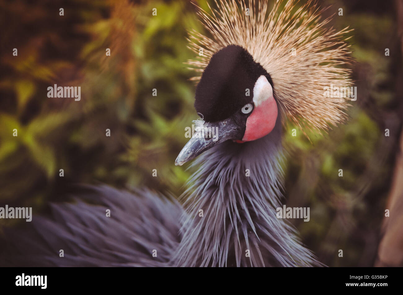 Bird in the zoo park Stock Photo - Alamy