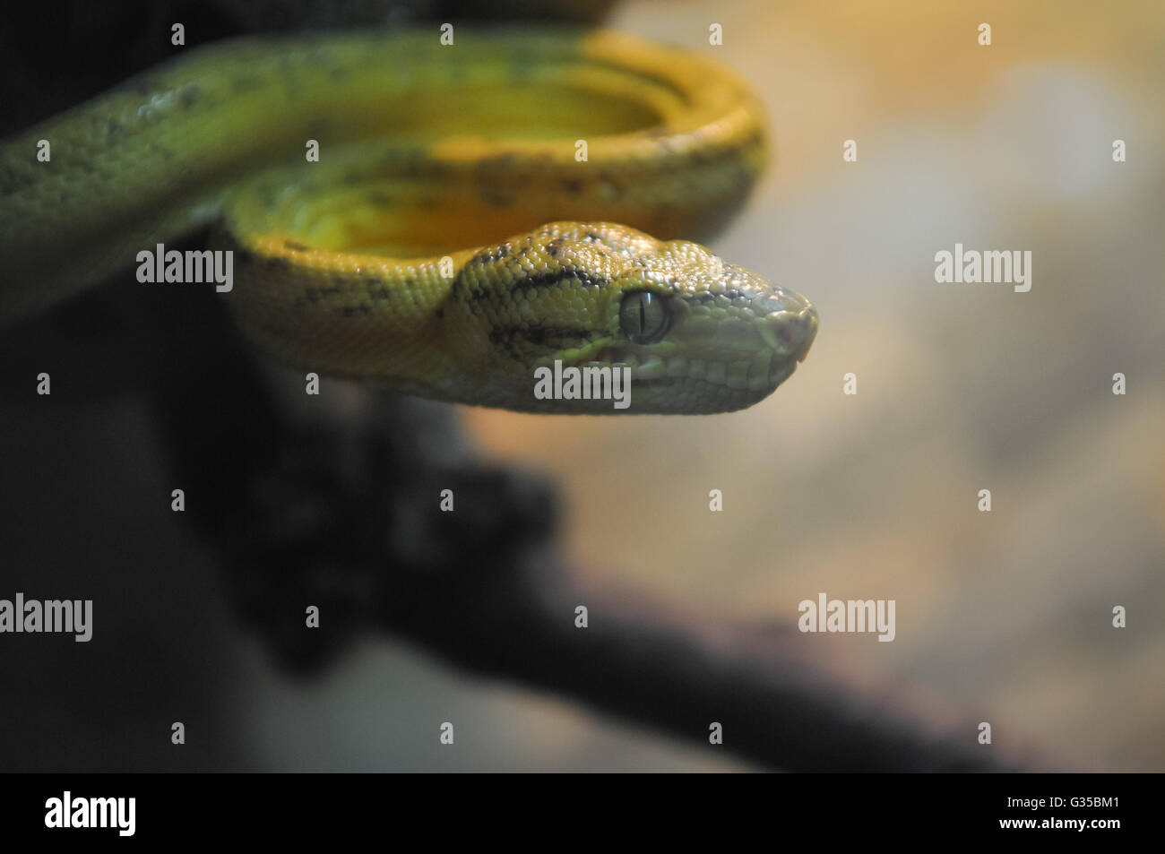Yellow snake hunting Stock Photo - Alamy