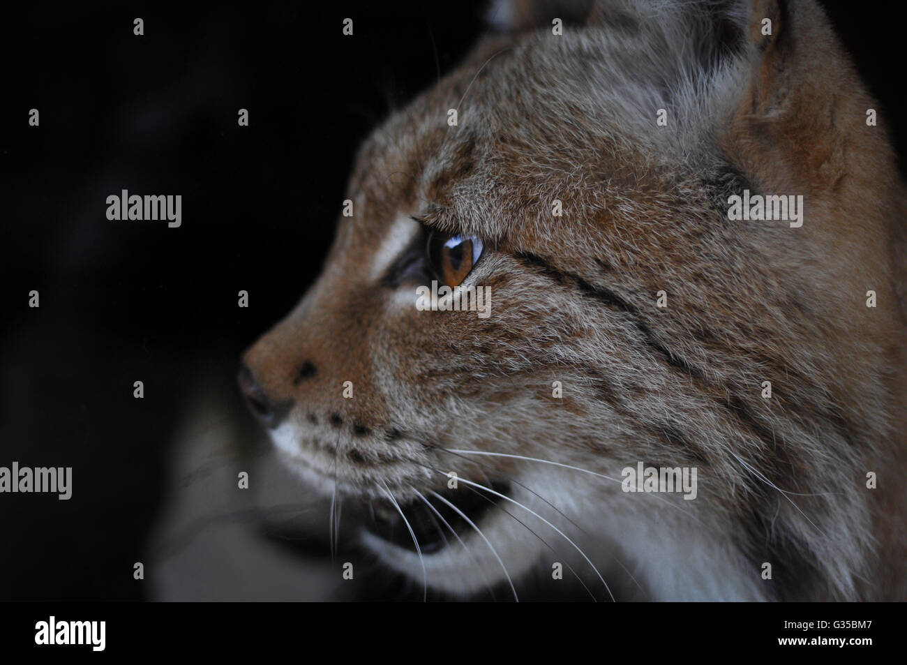 A head of lynx Stock Photo - Alamy