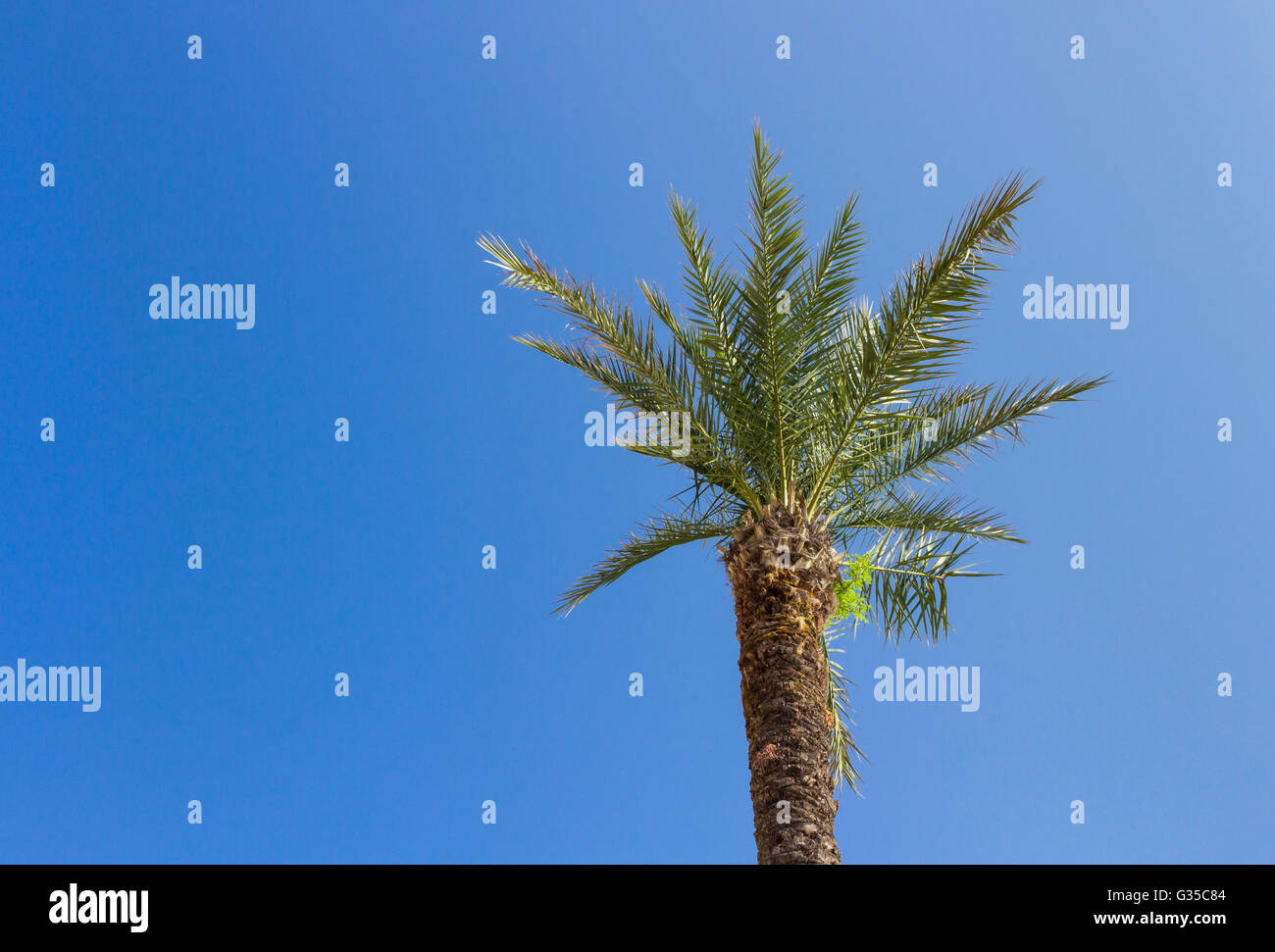 Green palm tree on blue sky background Stock Photo - Alamy