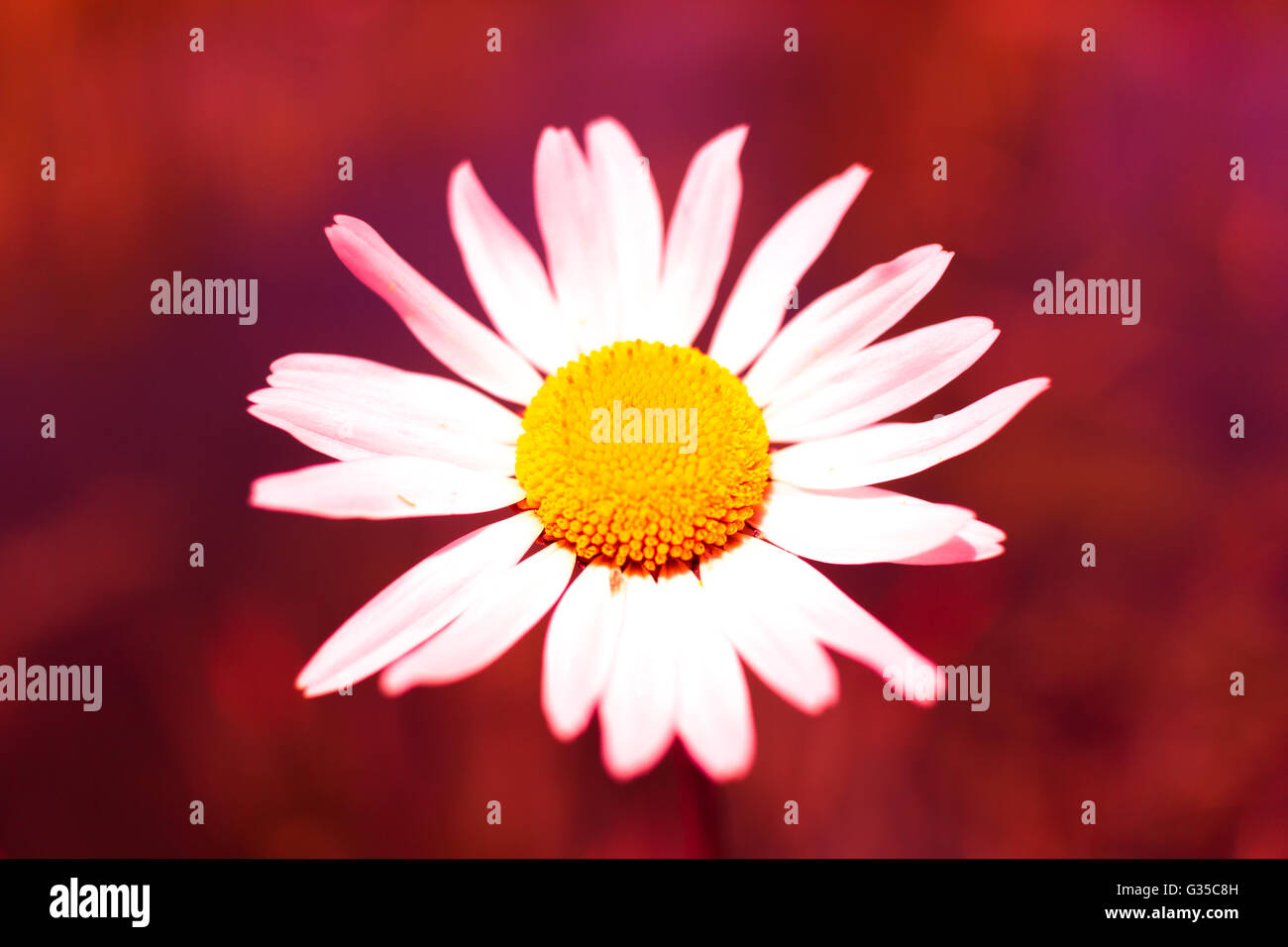 Daisy flowers - little spring daisy flowers in spring Stock Photo - Alamy