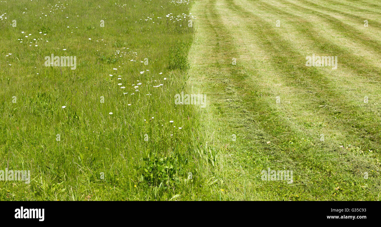 Half mowed hi-res stock photography and images - Alamy